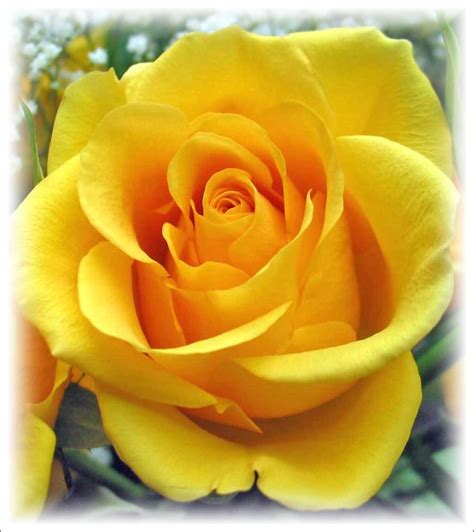 Zahrada A Příroda Zahradaaprirodaczmuchovnik Indianska Boruvka Muchovník