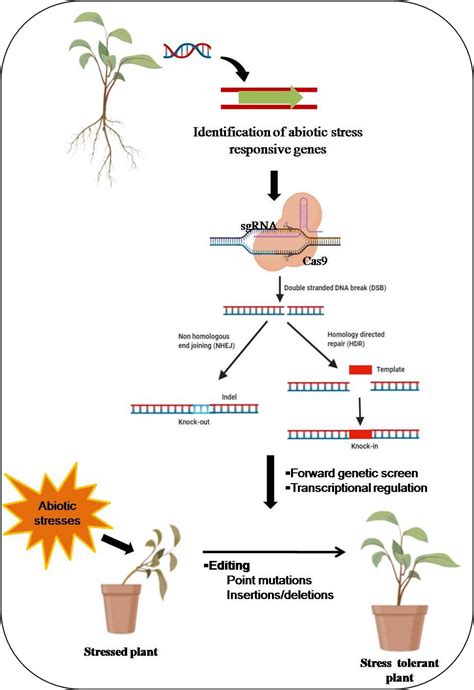 Frontiers Application Of Crispr Cas9 Mediated Gene Editing For Abiotic Stress Management In