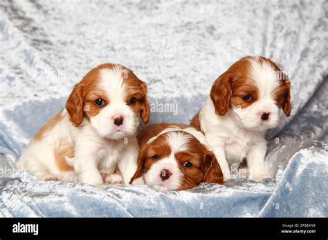Cavalier King Charles Spaniel Puppies Blenheim 4 12 Weeks Stock