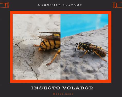 La Avispa Alemana Vespula Germanica — Hive