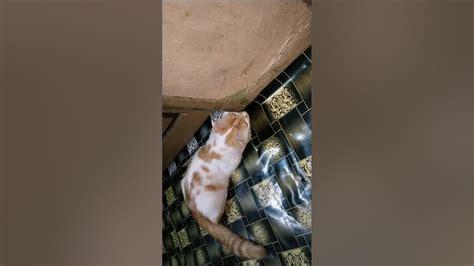 Cute Persion Cat Youtube