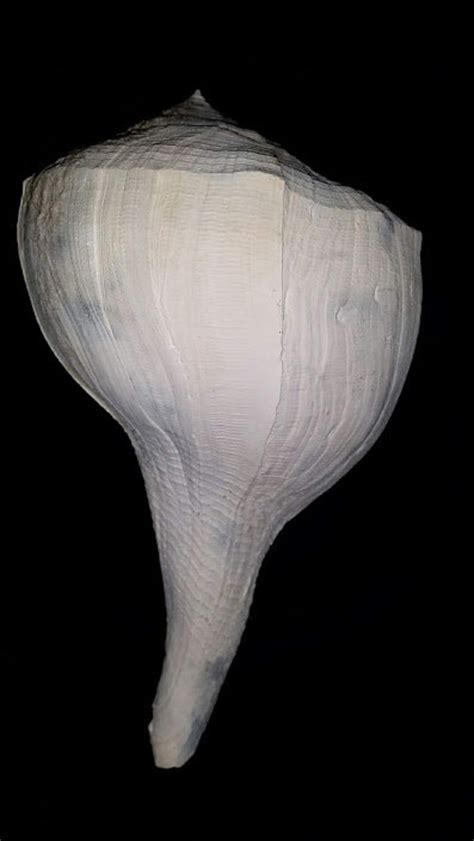 Large 7 Inch Florida Fossil Whelk Sea Shell All Natural Etsy