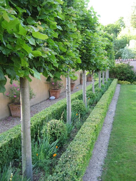 Best Ways To Use Pleached Trees — Abbotswood Gardeners