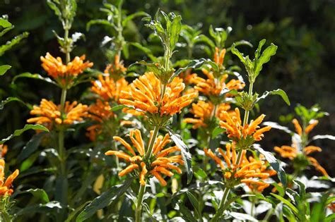 All About Lions Tail Plant Care Benefits And Tips Your Ultimate