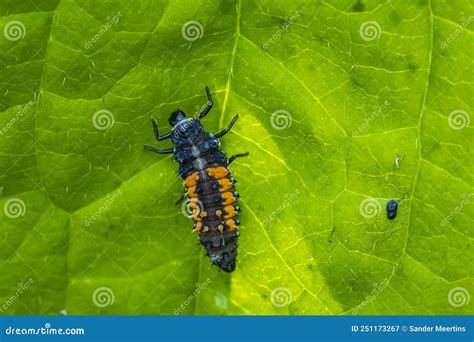 Ladybug Larva Insect Coccinellidae Closeup Stock Image Image Of Outdoors Natural 251173267