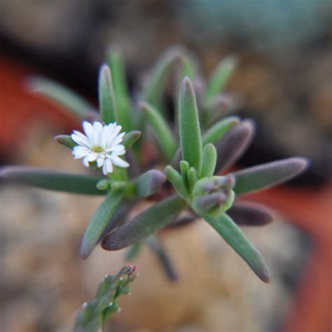 Ice Delosperma Napiforme Plant Care And How To Grow Water