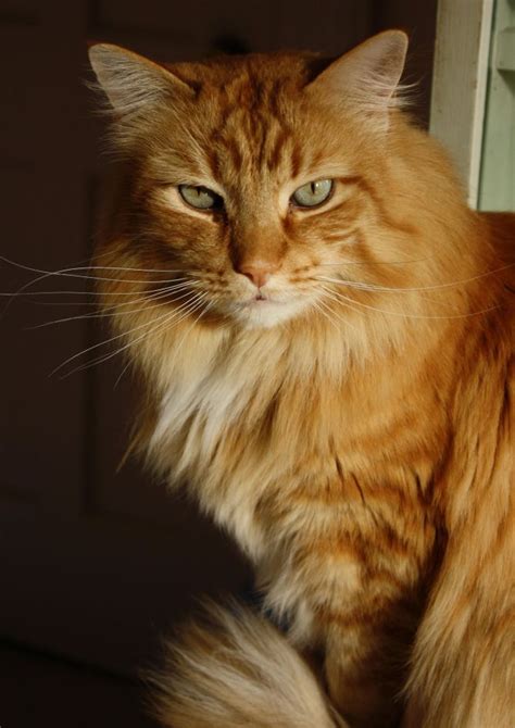 Fluffy Orange Tabby Cat