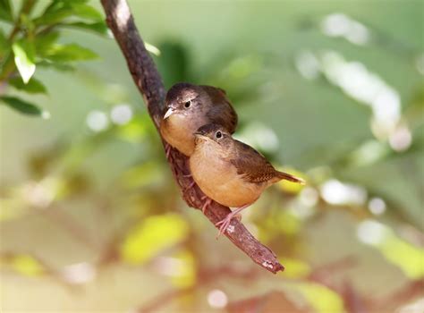 Banco De Imagens Natureza Ramo Pássaro Folha Flor Animais