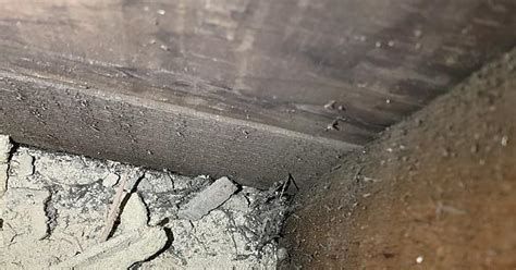 Termite Poop Ii Album On Imgur