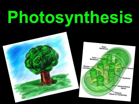 Autotroph Drawing