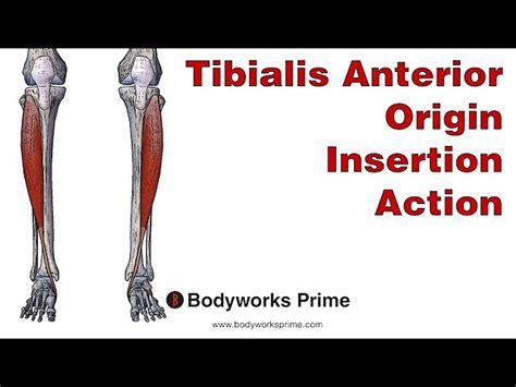 Tibialis Anterior Muscle Shin Splints Gemini Osteopathy