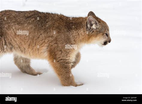 Female Cougar Puma Concolor Walks Right Ears To Side Winter Captive