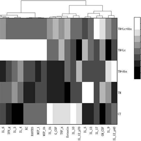 Structural Map And Sequence Of The Recombinant Lactobacillus Casei