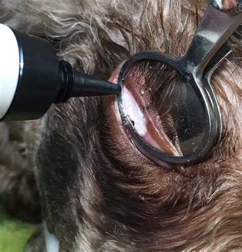 Distichiasis Dog