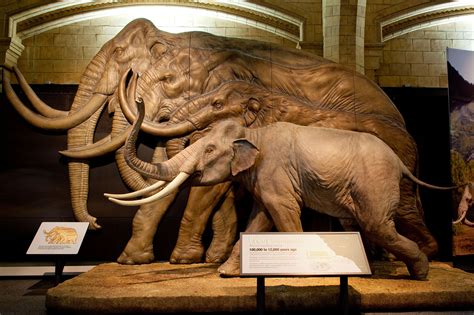 Woolly Mammoth Habitat