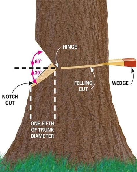 Tree Trimming Balaji Tree Cutting Services