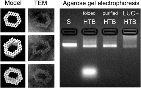 Left Cando Simulated 14 15 Solution Shape Of The Designed Dna Origami Download Scientific