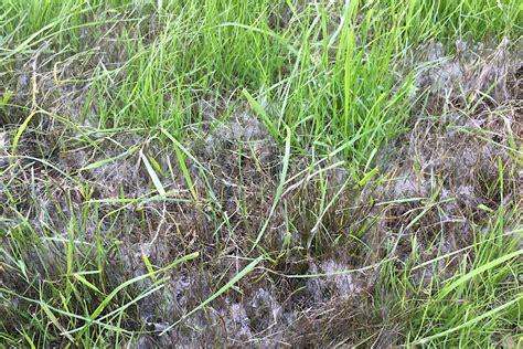 Pythium Blight How To Prevent And Treat Pythium Blight Gardening Latest