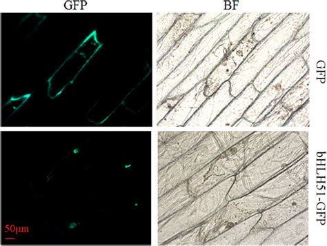 Subcellular Localization Of The Control Vector And Mdbhlh51gfp Fusion