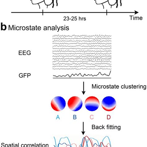 Graphic Representation Of The Experimental Procedure And Microstate