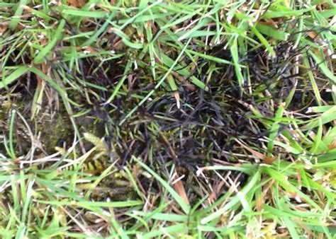 Pythium Blight Control Pythium Blight Disease Kiwicare