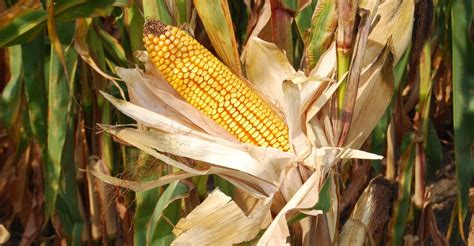 How To Grind Dry Corn
