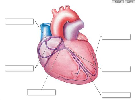 Diagram Of Cardiovascular System Quizlet