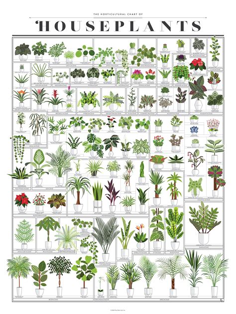 Horticultural Chart Of Houseplants Earthy Wall Decor Plant Chart
