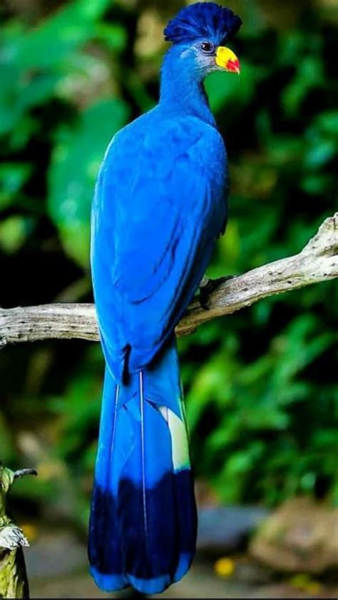 Beautiful Blue Bird On A Tree Branch Blue Exotic Birds Blue Turaco