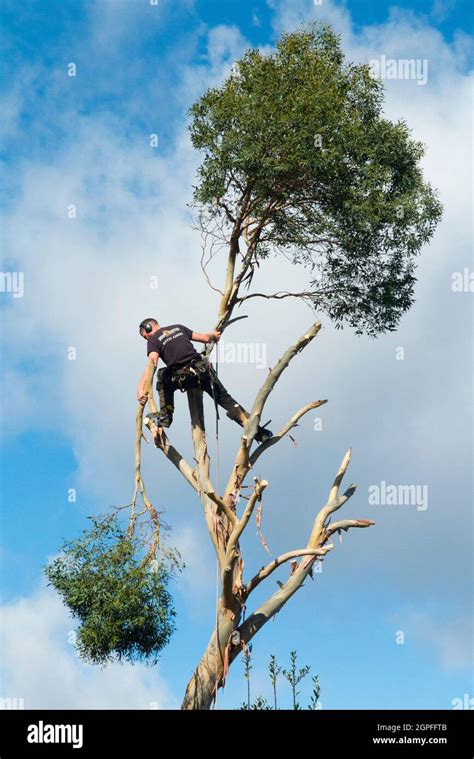 Tree Surgeon Working With Ropes Sawing And Cutting The Branches Off A