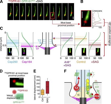 Gpr161 Traverses The Transition Zone In An Arl6 And Download