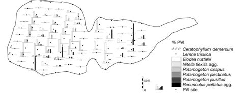 Spatial Pattern Of Submerged Macrophyte Pvi In Green Plantation Pond
