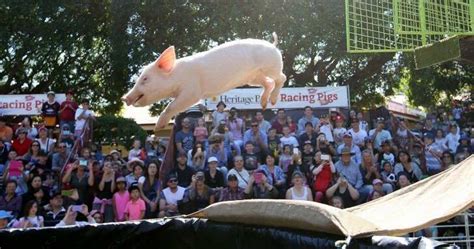 Pork Commodity Prices Rise On Chinese Demand Nsw