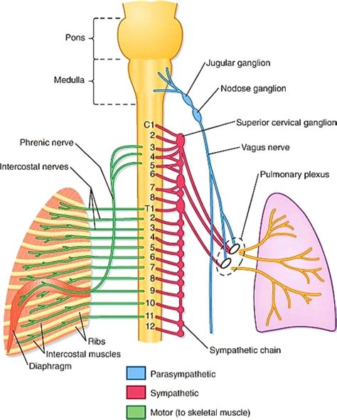 Shebin Latheef C On Linkedin Respiratorycare Respiratorytherapist