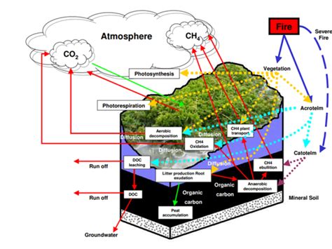 Putting Social Forestry In The Spotlight Role Of Gokups Platform In