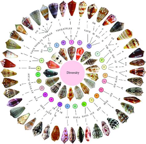 High Diversity Of Cone Snails And Their Conopeptides Download Scientific Diagram