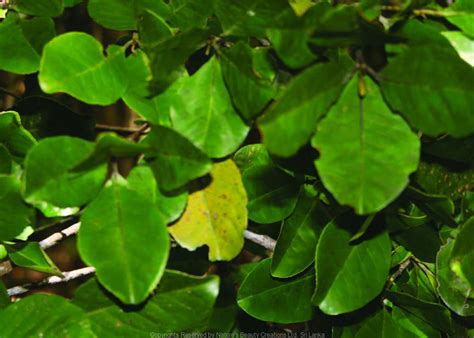 Kokoona Zeylanica Thwaites Nature