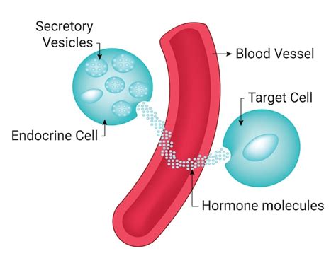 Premium Vector Secretory Vesicles Blood Vessel Target Cell Hormone