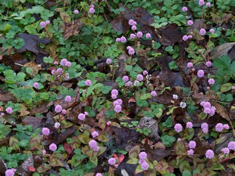 Polygonum Capitatum Persicaria Capitata Kazimingi Nursery