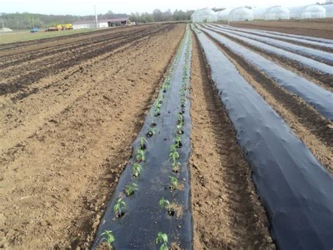 Malč Folija 1 2m X 1000m 30mic Daios