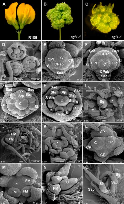 Prednisolone 3 Mgml Oral Suspension Flo Pred Semantic Scholar