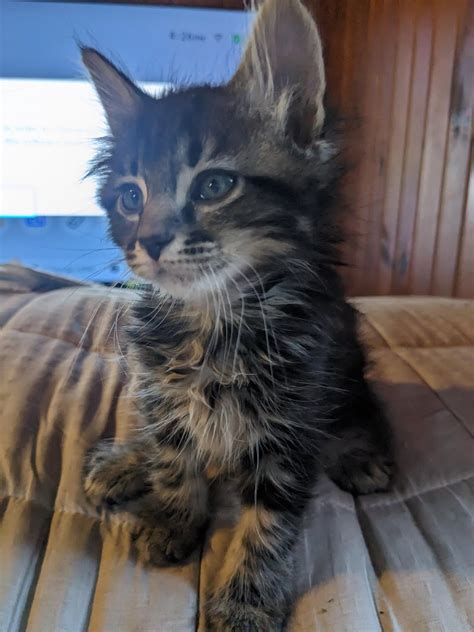 One Of The Orphan Kittens On Her Fourth Week Striking A Aww Pose Before Being Bottle Feed R