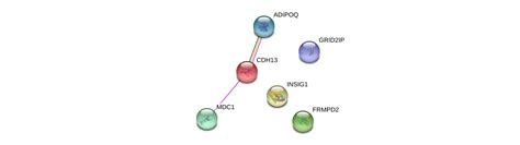 Cdh13 Gene Genecards Cad13 Protein Cad13 Antibody