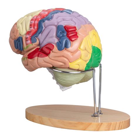 Human Brain Model Anatomy And Display Stand Life Size Color Coded Human Brain Anatomical Model For