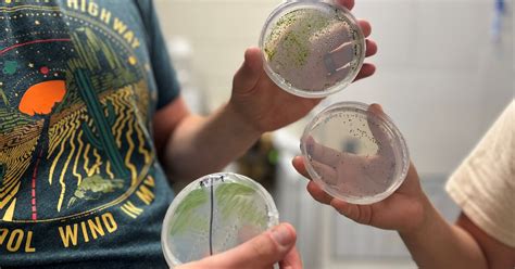 Scientists At Virginia Tech Discover Large Virus In Algae Wvtf