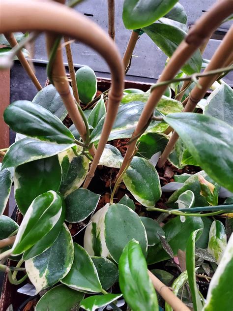Hoya Incrassata Eclipse Gabriella Plants