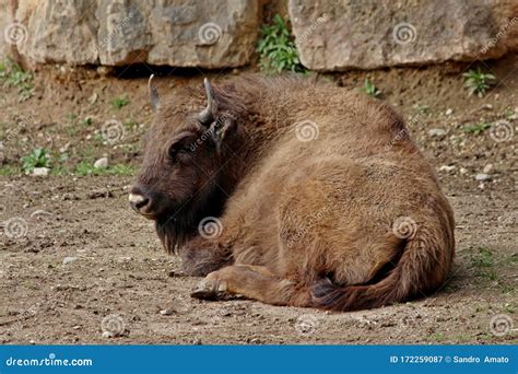Young European Bison Stock Image Image Of European 172259087