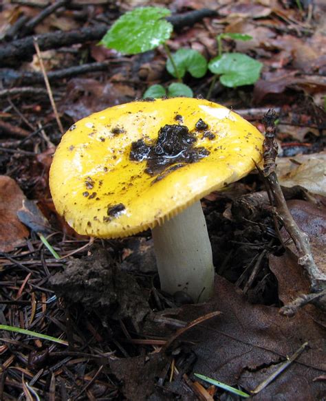 38 Yellow Mushrooms And Fungi Identification And Edibility