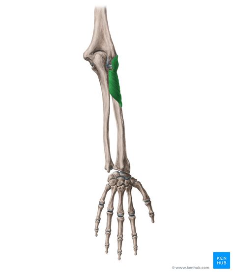 Supinator Origin Insertion And Action Kenhub