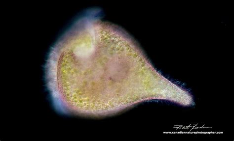 Photographing Stentors A Large Unicellular Ciliate Living In